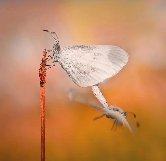 80 Stunning Macro Photographs By Magdalena Wasiczek — Photography Office