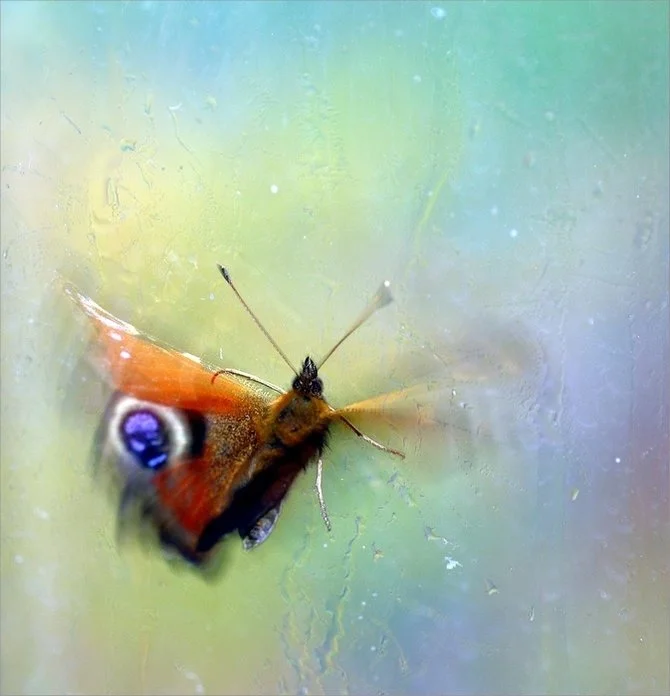 80 Stunning Macro Photographs By Magdalena Wasiczek — Photography Office