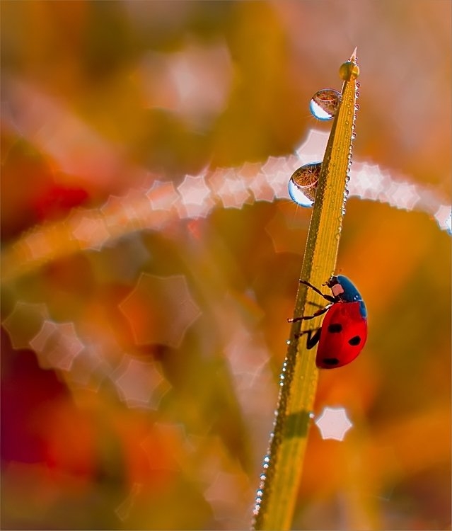 80 Stunning Macro Photographs By Magdalena Wasiczek — Photography Office