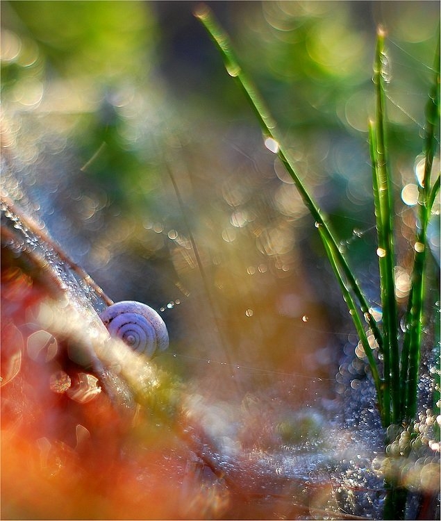 80 Stunning Macro Photographs By Magdalena Wasiczek — Photography Office