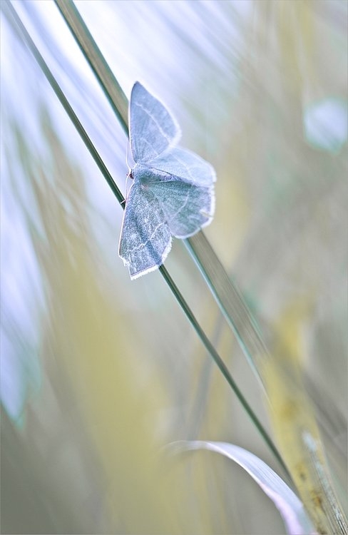 80 Stunning Macro Photographs By Magdalena Wasiczek — Photography Office