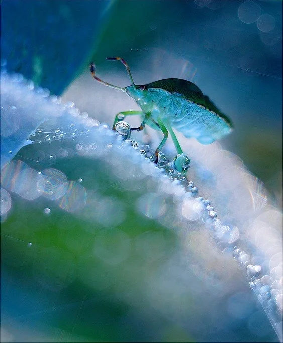 80 Stunning Macro Photographs By Magdalena Wasiczek — Photography Office