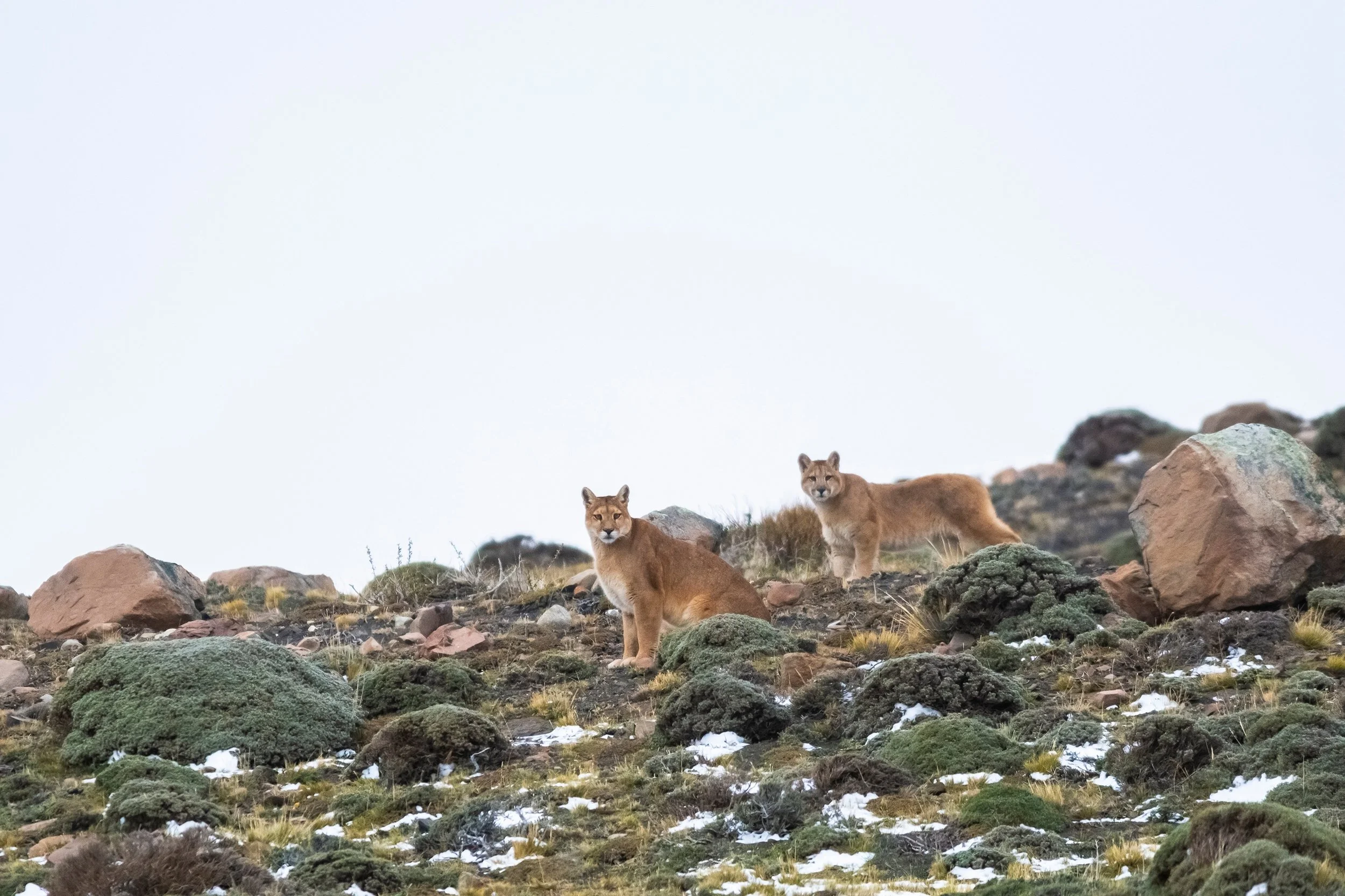 Upcoming Trips - Continuing Education for Vets