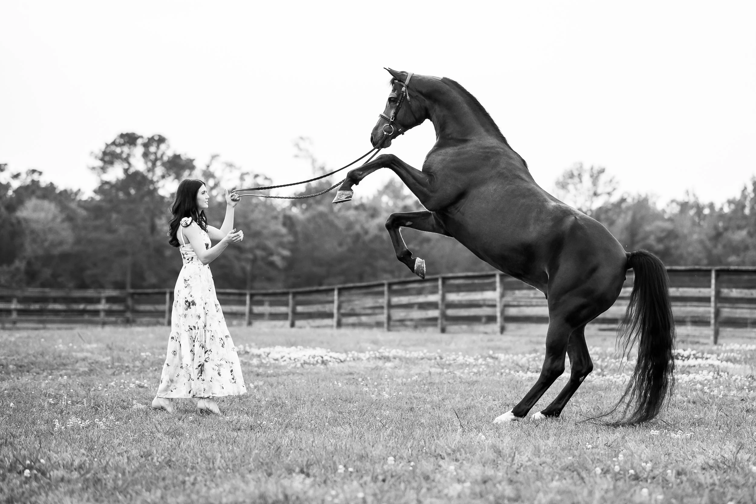 Ranch Horse Photography