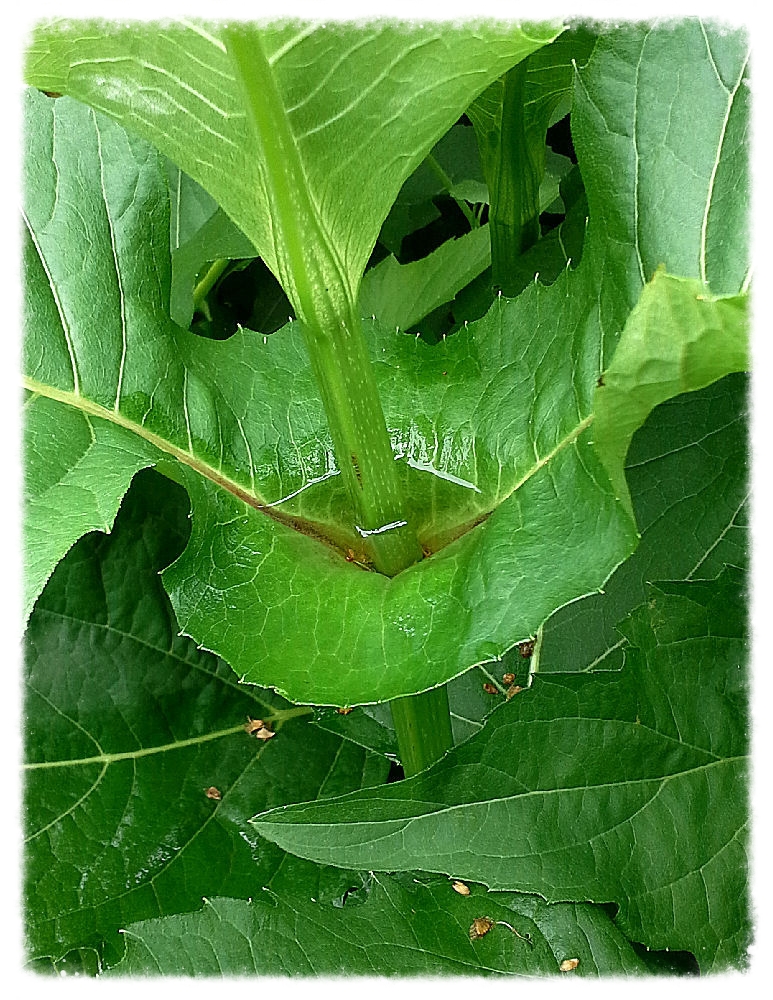 silphium perfoliatum — THE NATIVE PLANT SOCIETY OF NORTHEASTERN OHIO