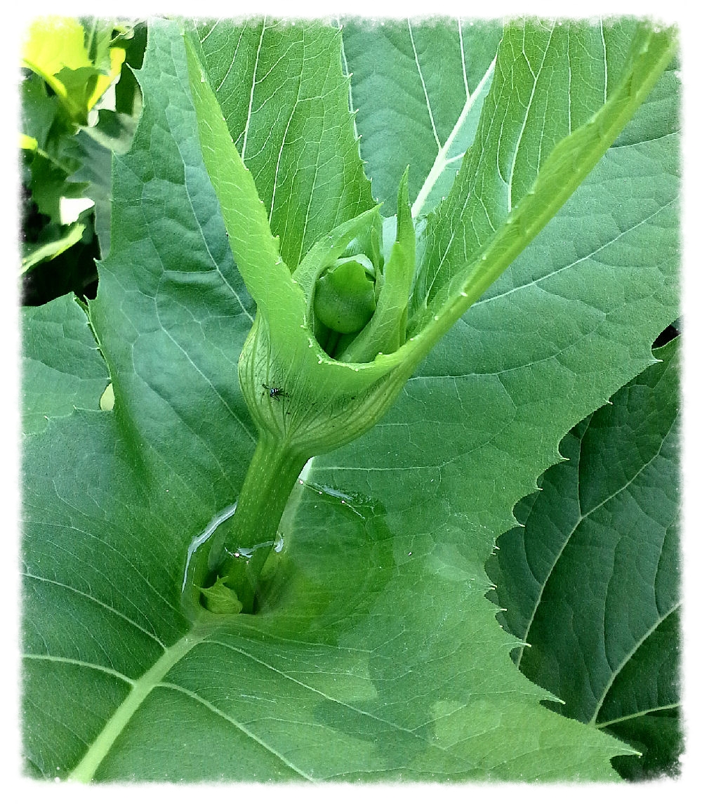 silphium perfoliatum — THE NATIVE PLANT SOCIETY OF NORTHEASTERN OHIO