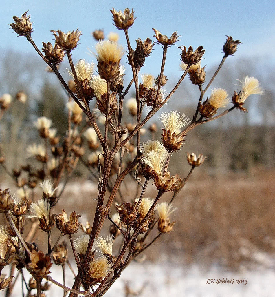 THE NATIVE PLANT SOCIETY OF NORTHEASTERN OHIO