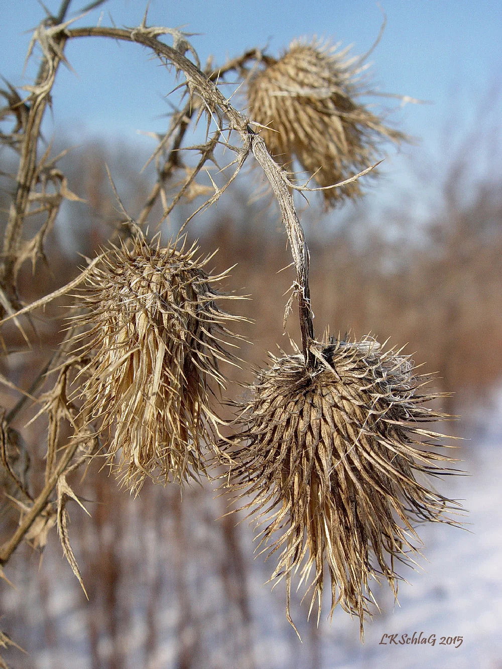 THE NATIVE PLANT SOCIETY OF NORTHEASTERN OHIO