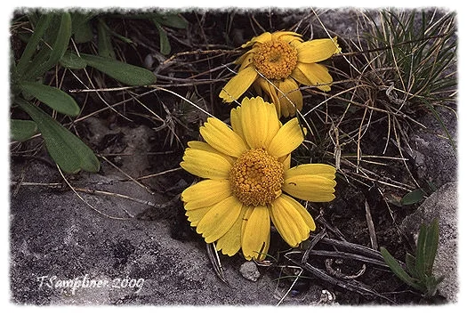 Rooted in Geology — THE NATIVE PLANT SOCIETY OF NORTHEASTERN OHIO