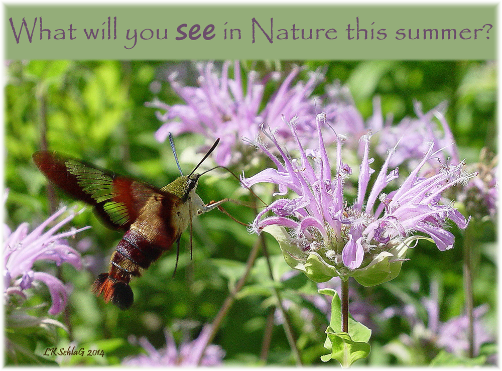 THE NATIVE PLANT SOCIETY OF NORTHEASTERN OHIO