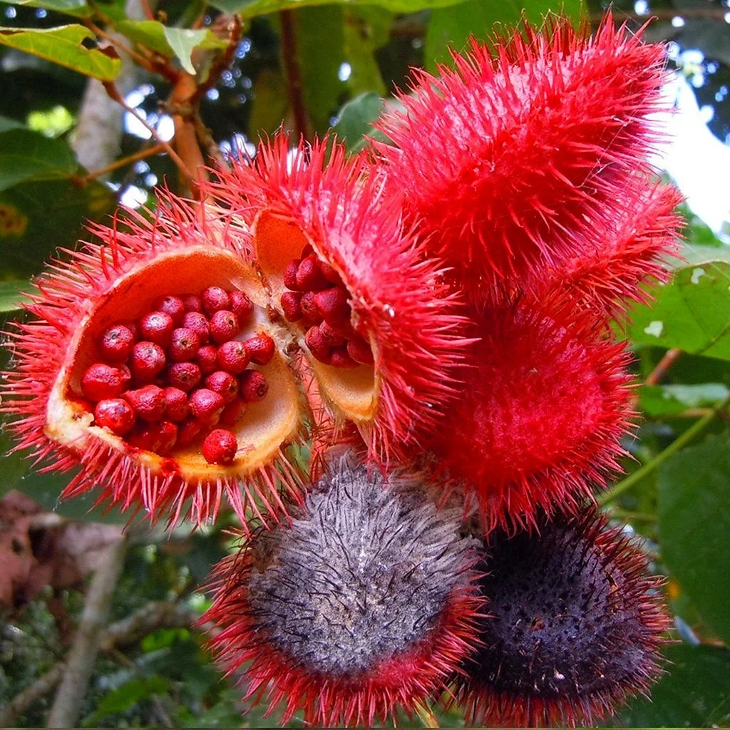 Achiote. Tales of the Lipstick Tree. — Jennifer Angela Lee / Exploring ...