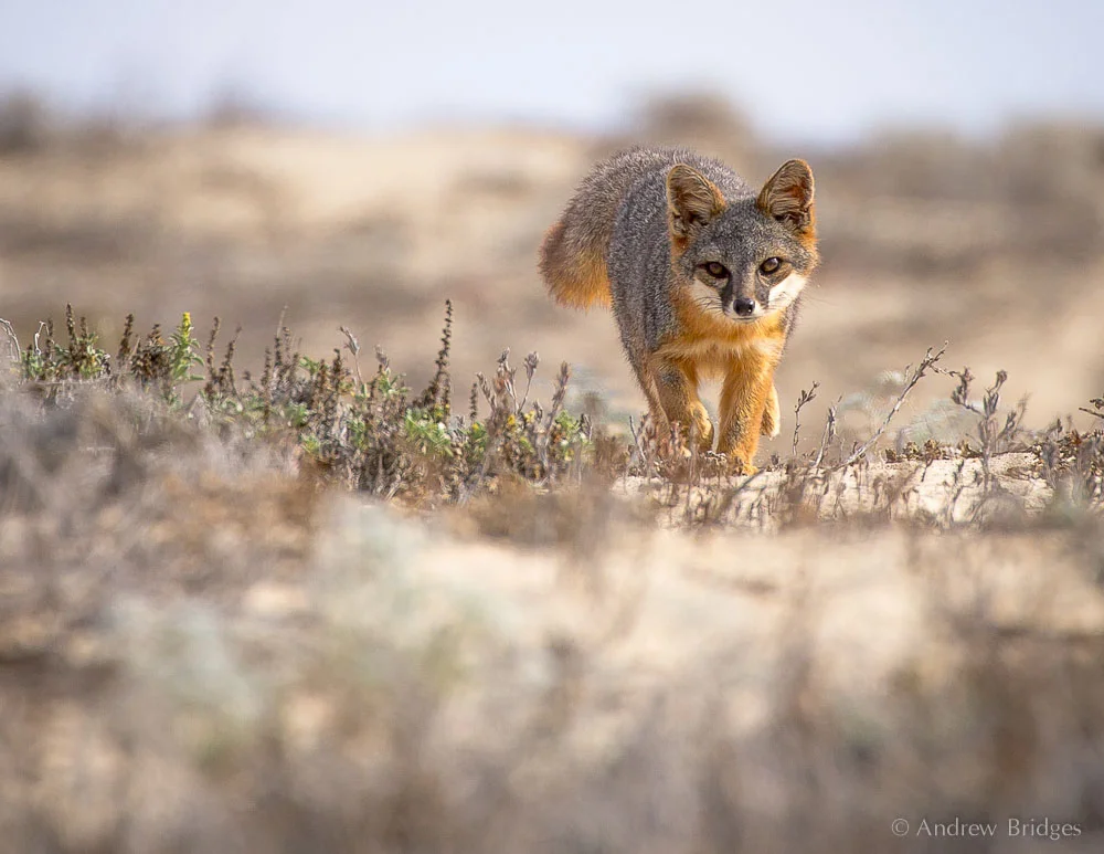 Andrew Bridges Photography