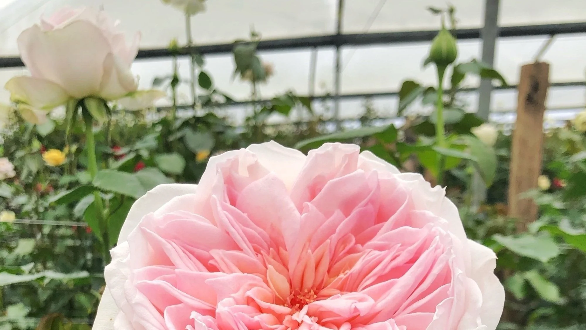 DIY Weddings + Events — Wholesale Flower Market