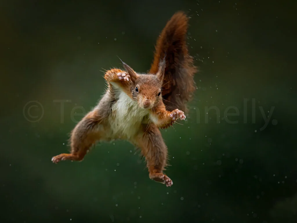 Photo Galleries — Terry Donnelly
