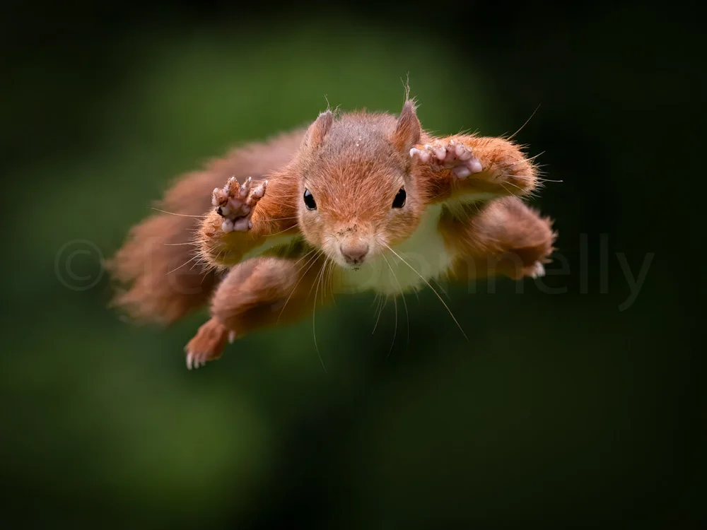 Photo Galleries — Terry Donnelly