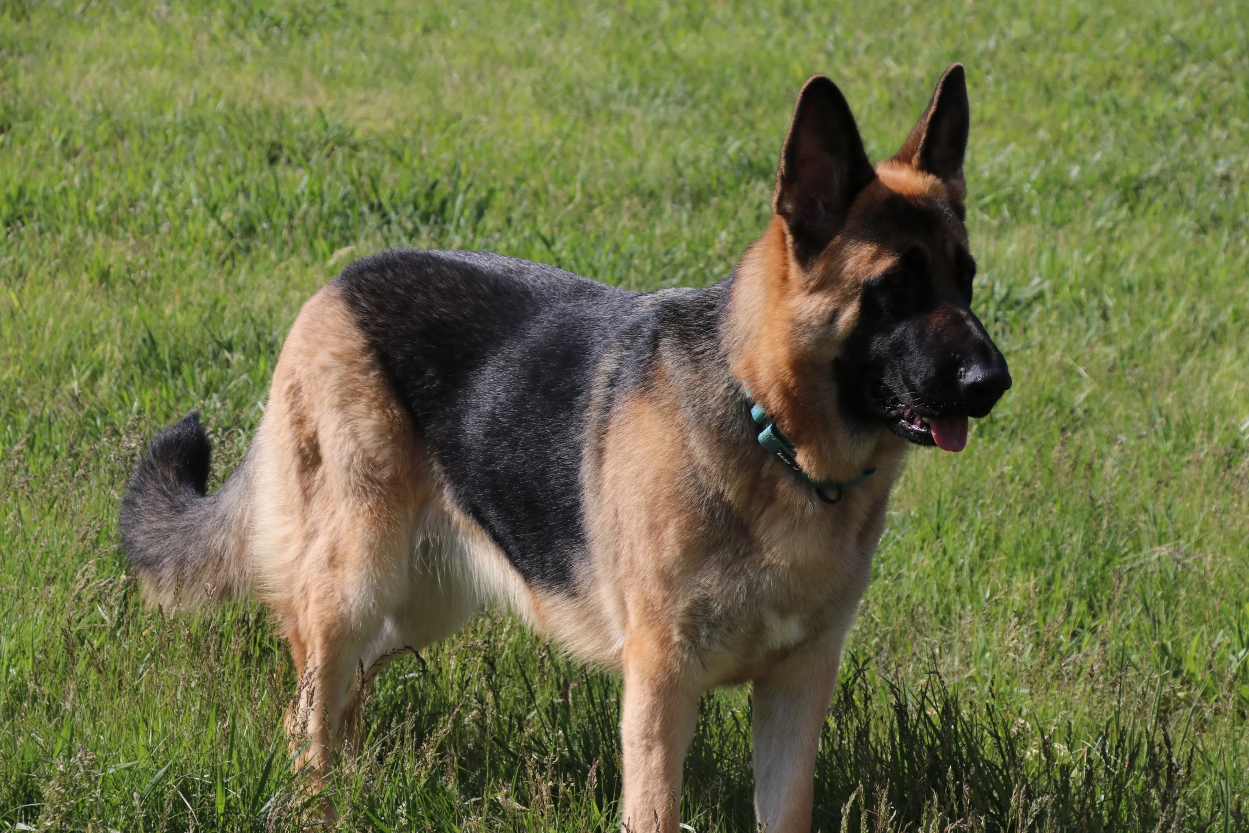 OLDER DOGS AVAILABLE — Menards Legendary German Shepherds