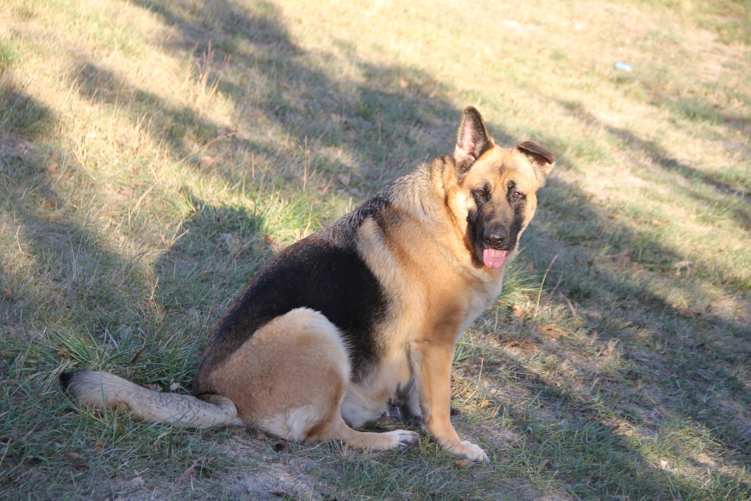 OLDER DOGS AVAILABLE — Menards Legendary German Shepherds