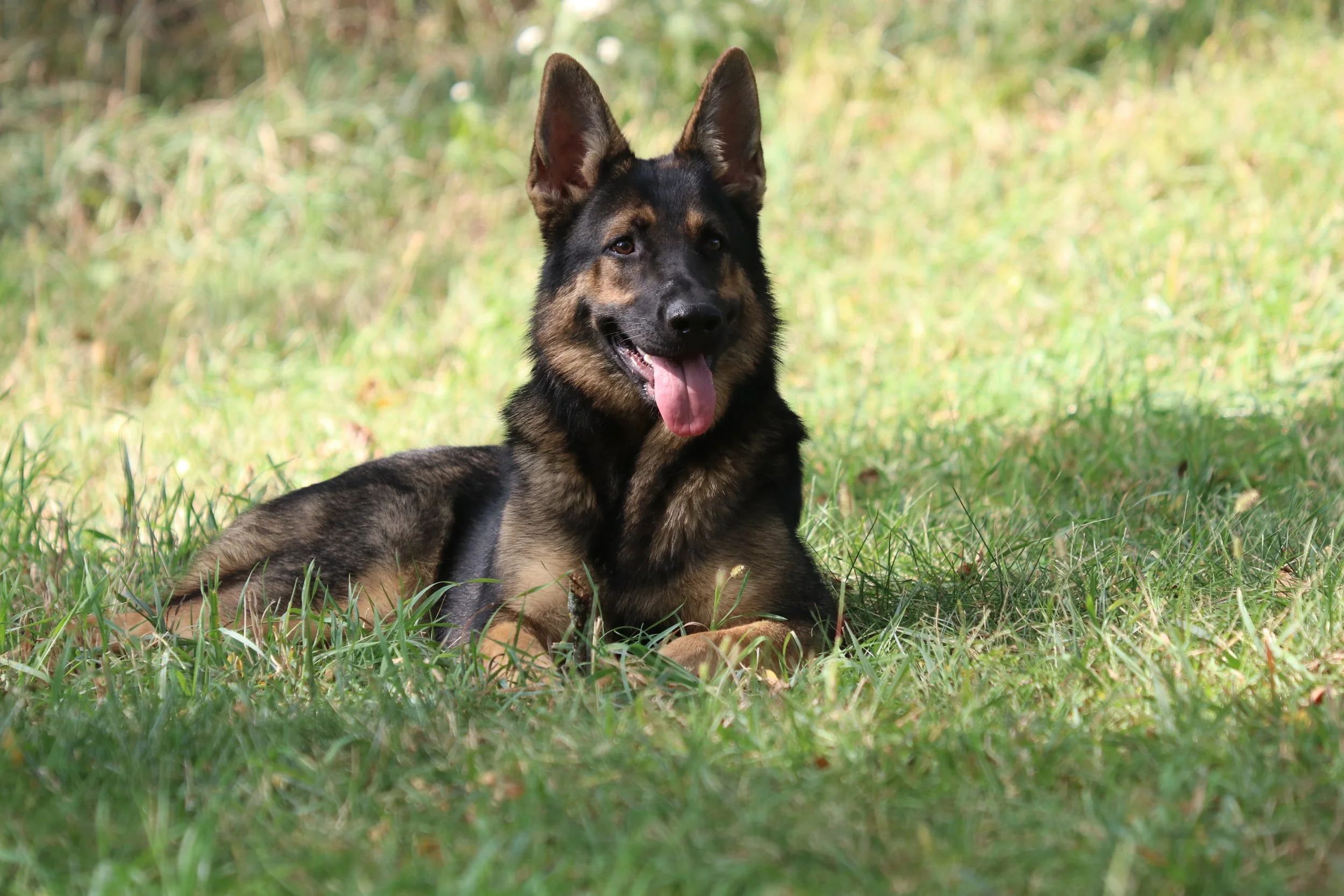 OLDER DOGS AVAILABLE — Menards Legendary German Shepherds