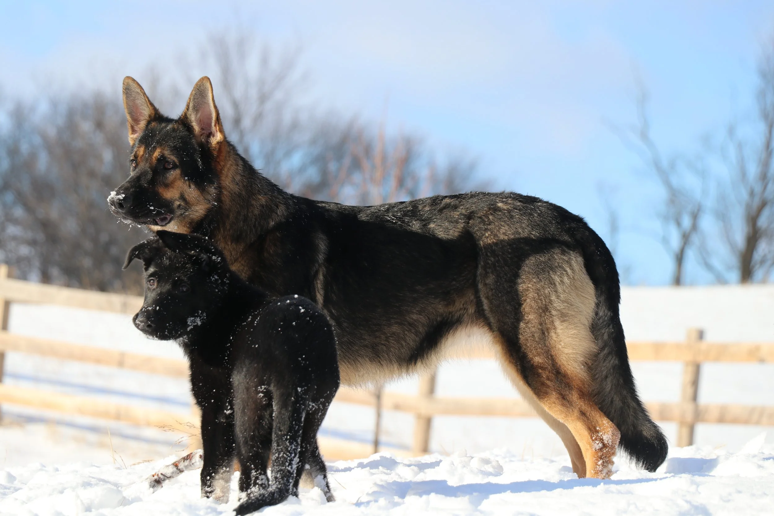 Red And Black Sable German Shepherd