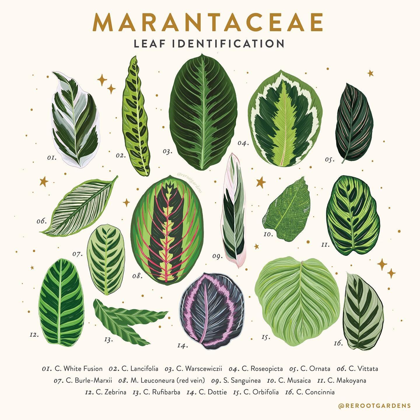 LOGO REEL — Rebecca Reitz Designs