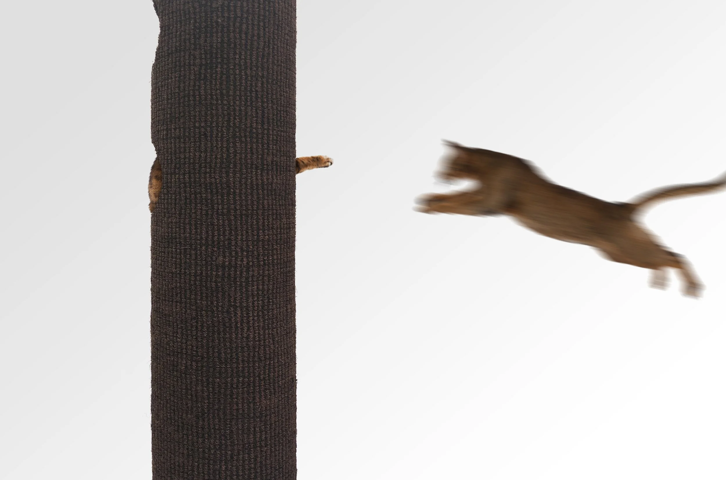 Hicat® | Floor-To-Ceiling Cat Climbers & Bespoke Cat Trees