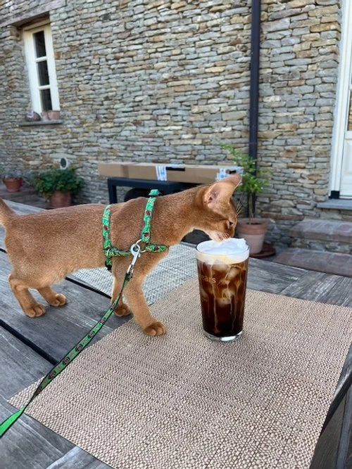 Hicat® | CHAT Blog - Happy Days Update...