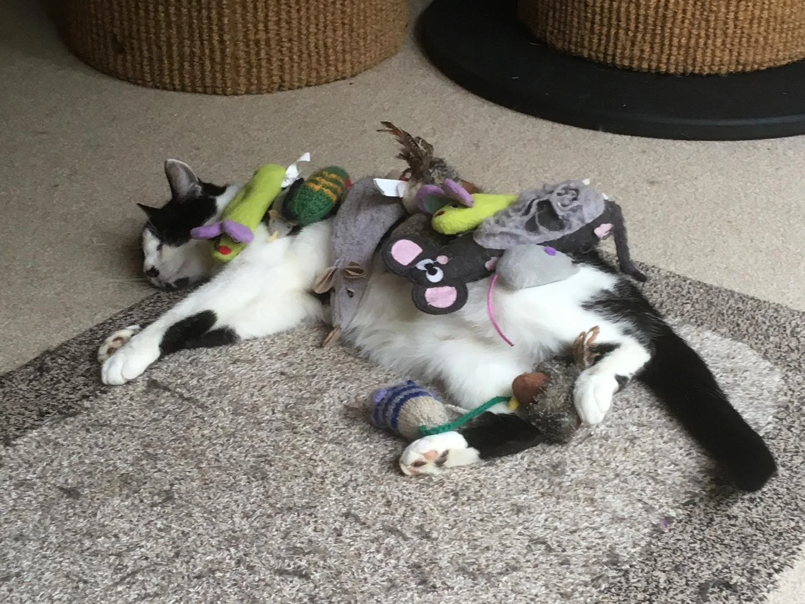 Hicat® | CHAT Blog - RIP Mr Tibbs