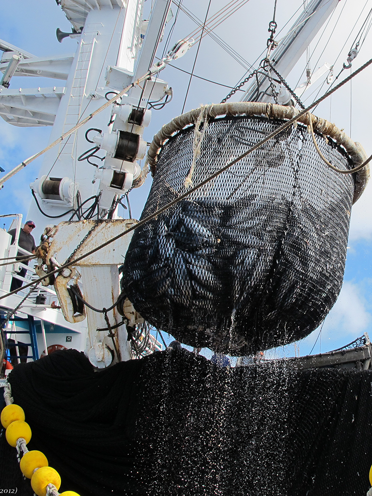 Setting A Purse Seine Net