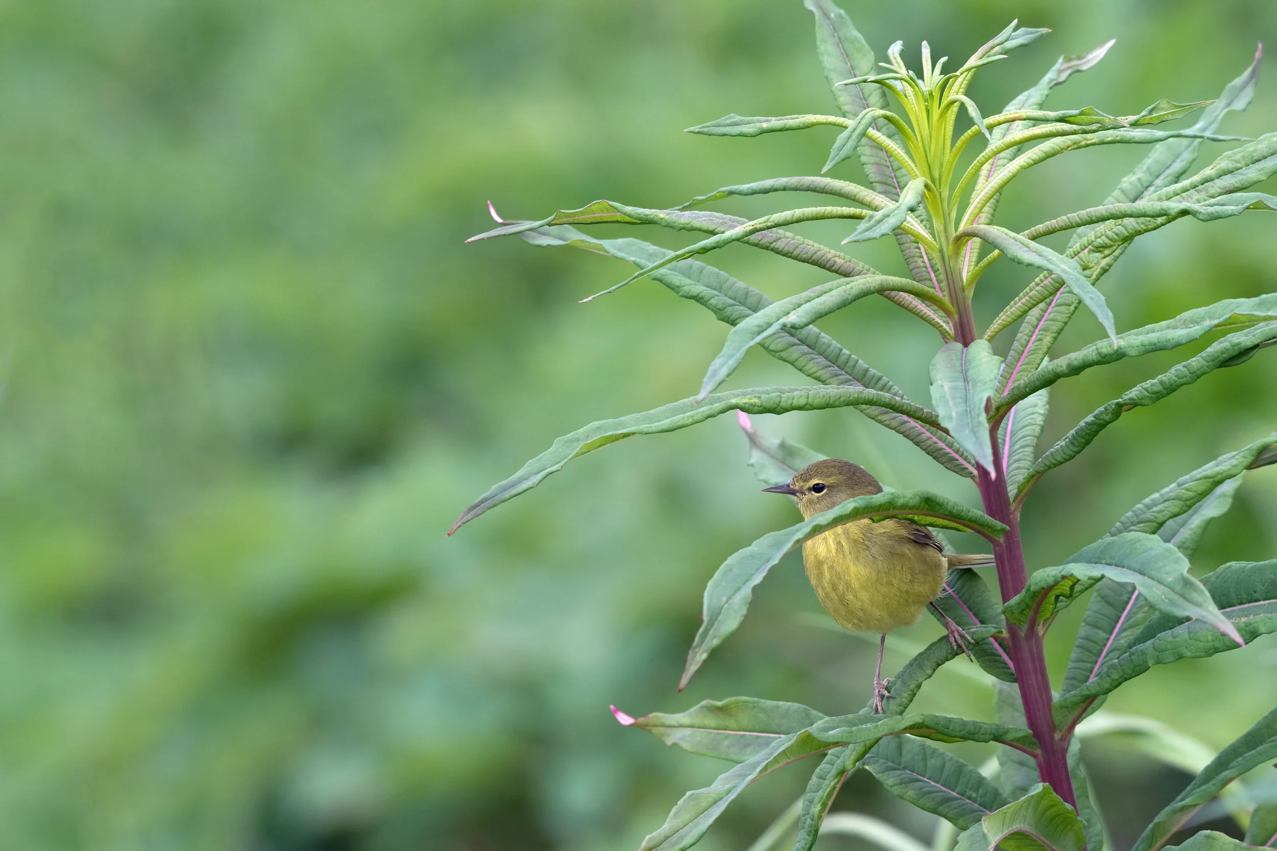 Alaska's Wild Birds Need Alaska’s Native Plants — Bird Treatment and ...