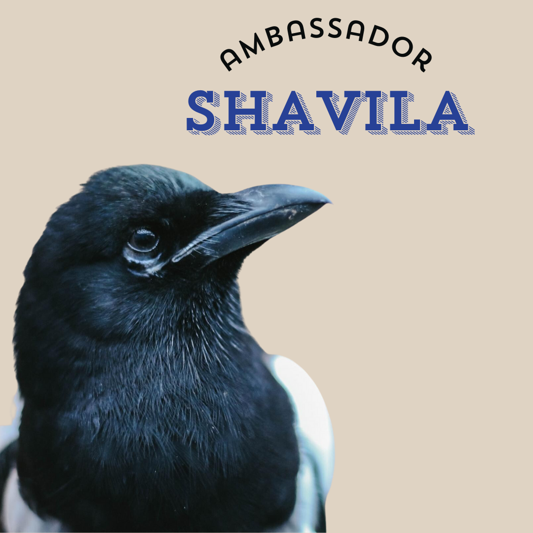 Meet the Ambassador Birds — Bird Treatment and Learning Center