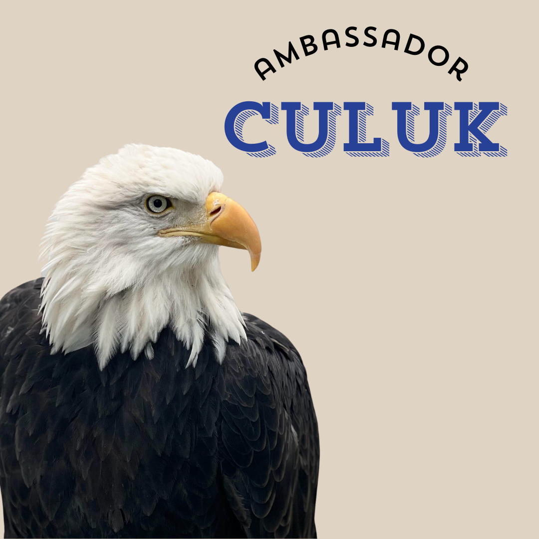 Meet the Ambassador Birds — Bird Treatment and Learning Center