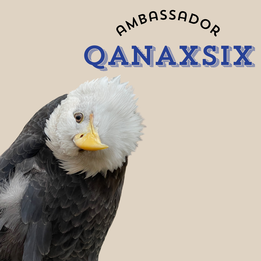 Meet the Ambassador Birds — Bird Treatment and Learning Center