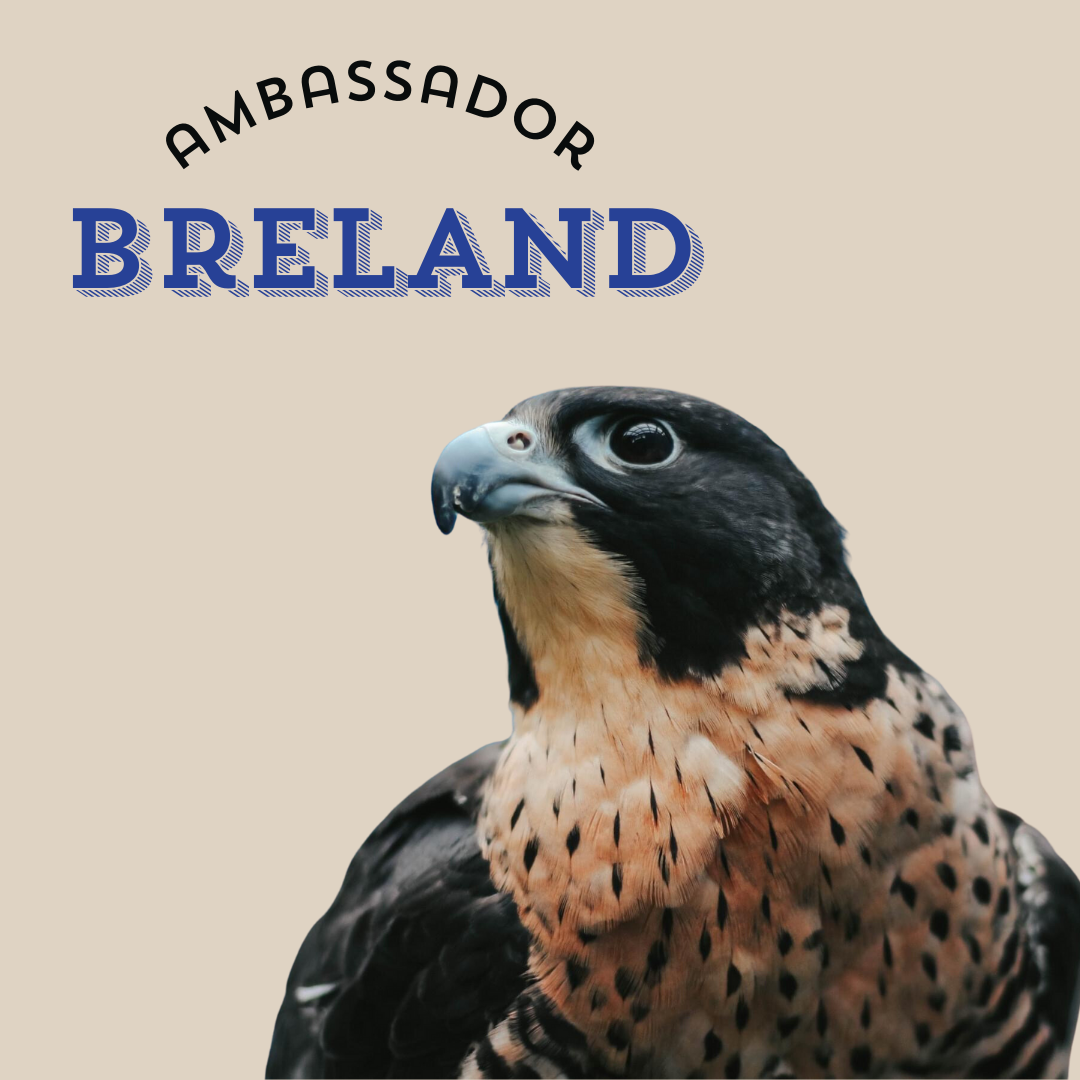 Meet the Ambassador Birds — Bird Treatment and Learning Center