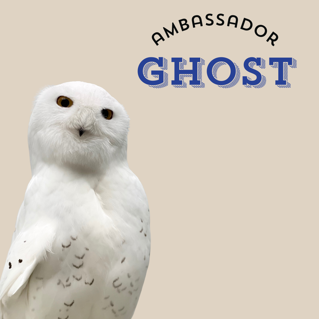 Meet the Ambassador Birds — Bird Treatment and Learning Center