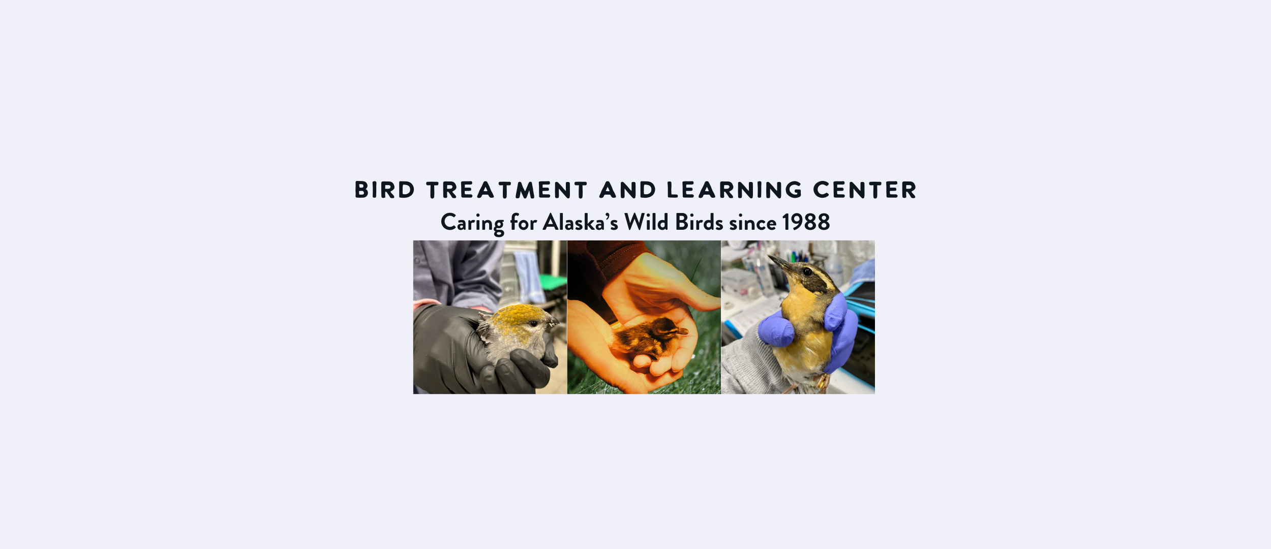 Bird Treatment and Learning Center