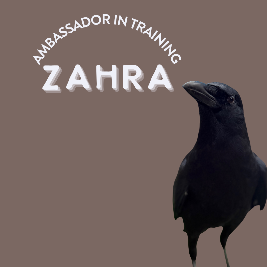 Meet the Ambassador Birds — Bird Treatment and Learning Center