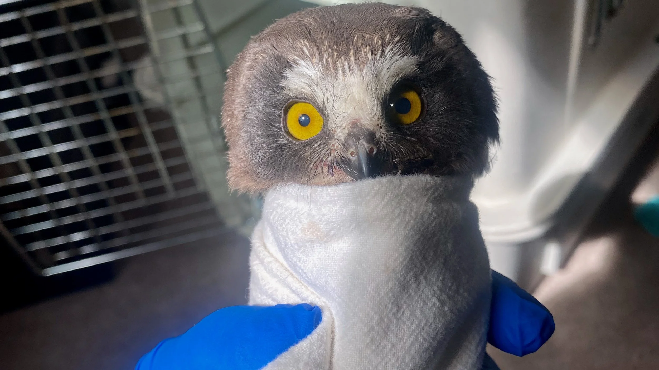 What is Wildlife Rehabilitation — Bird Treatment and Learning Center
