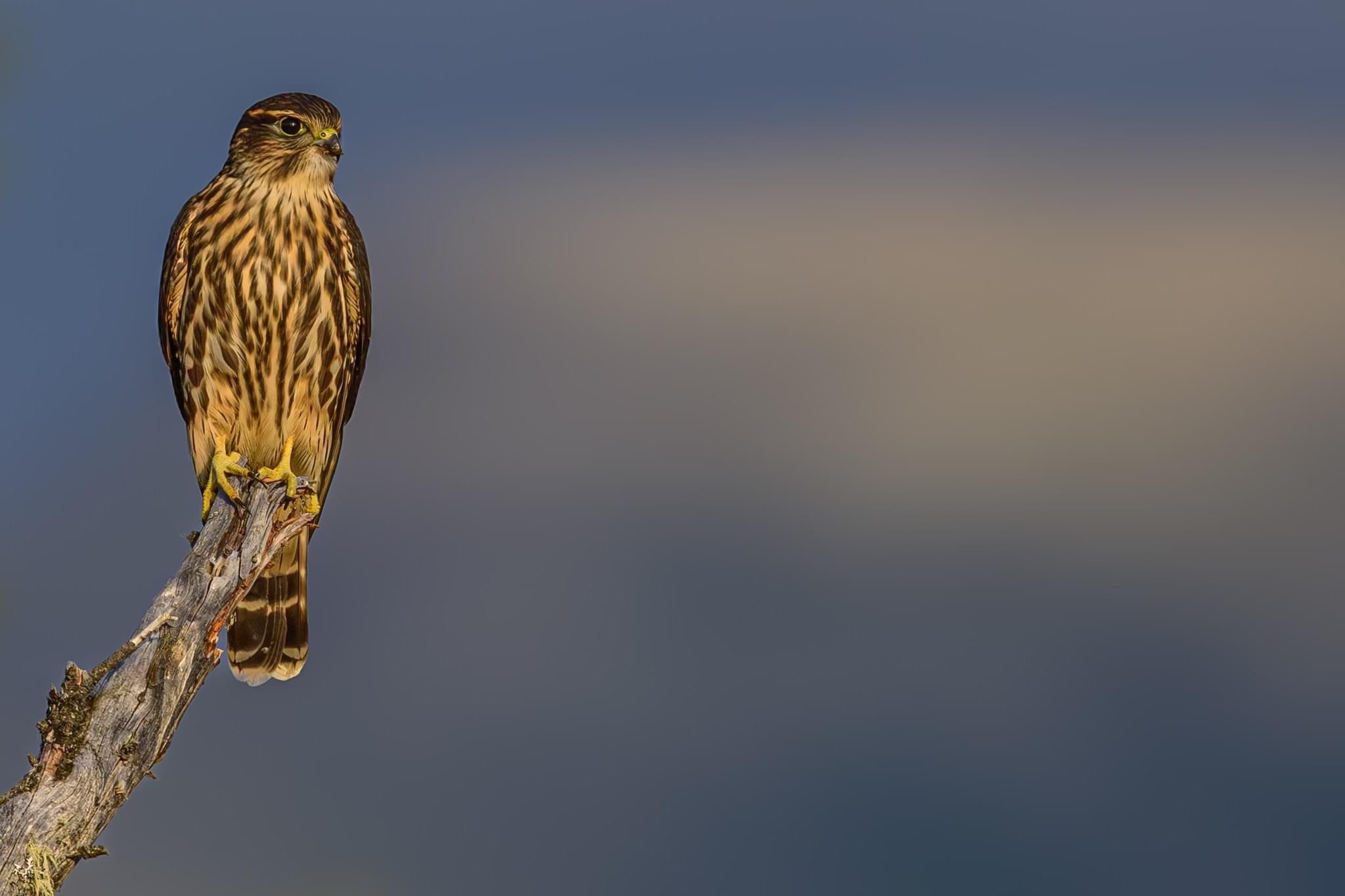 Meet the Merlin, A Small Raptor with Big Charm — Bird Treatment and ...
