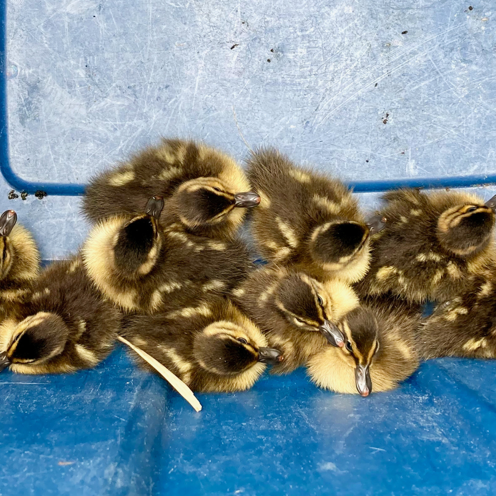 Orphaned Waterfowl of Anchorage and the Volunteers Who Care for Them ...