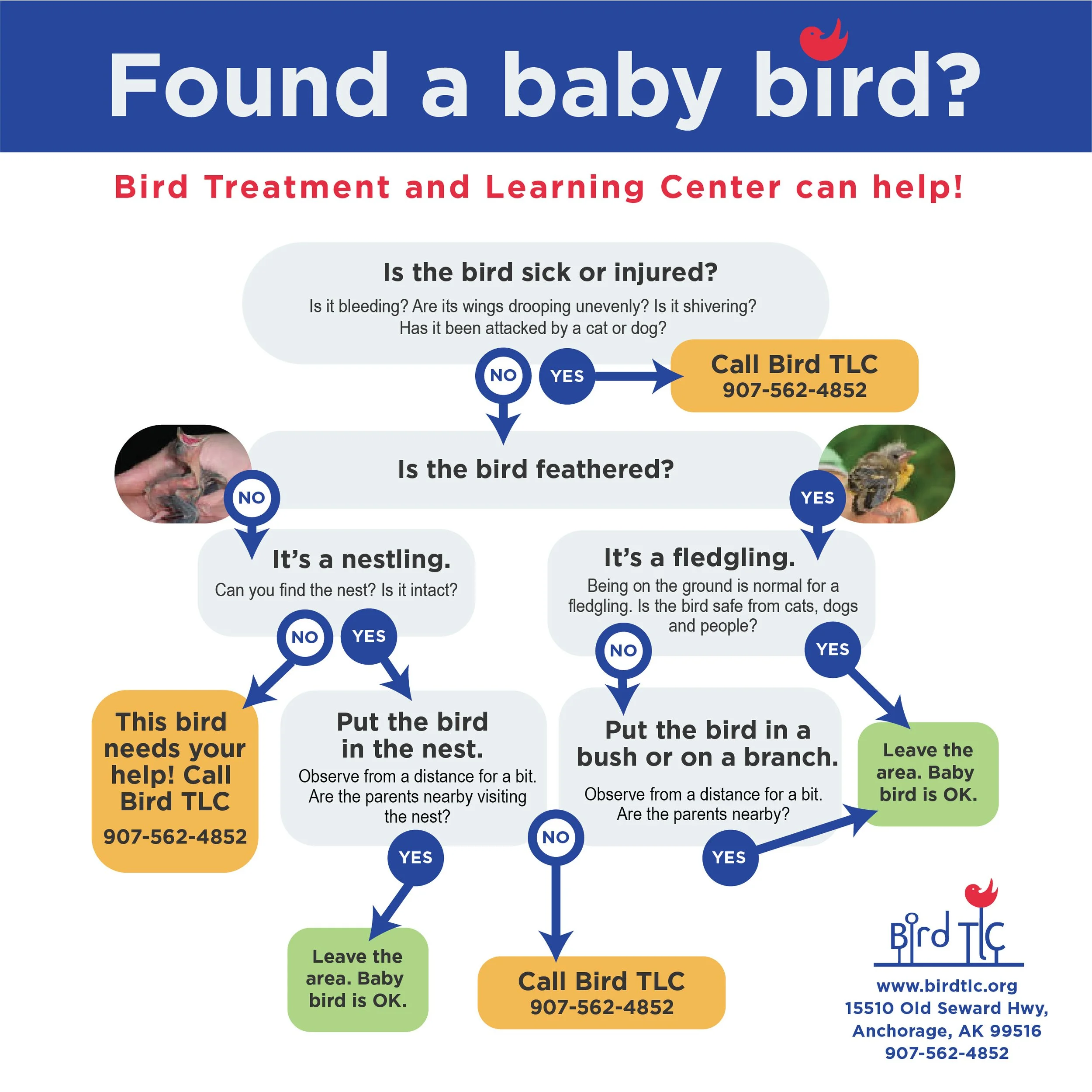 I found a baby bird — Bird Treatment and Learning Center