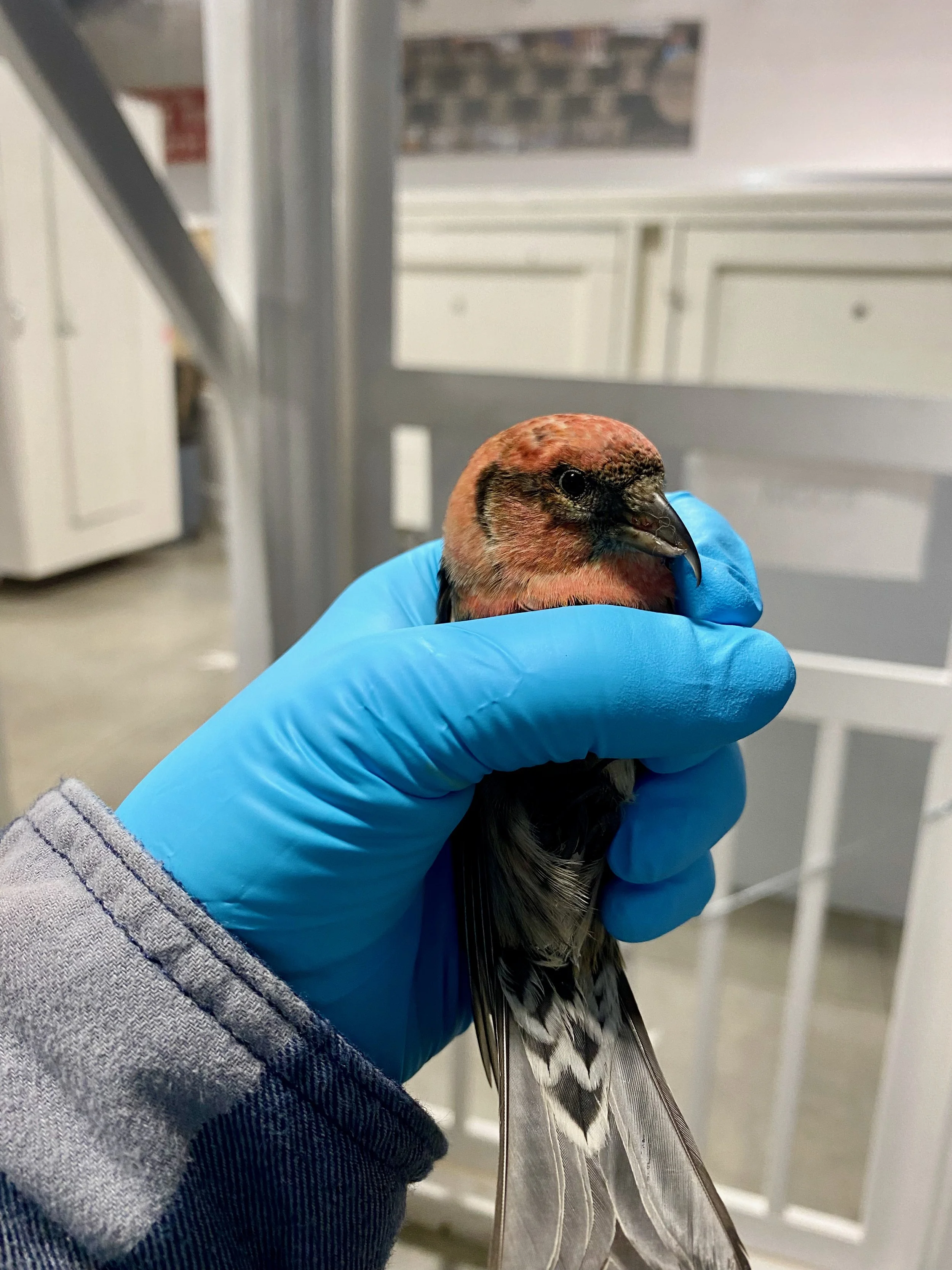 Bird Treatment and Learning Center blog — Bird Treatment and Learning ...