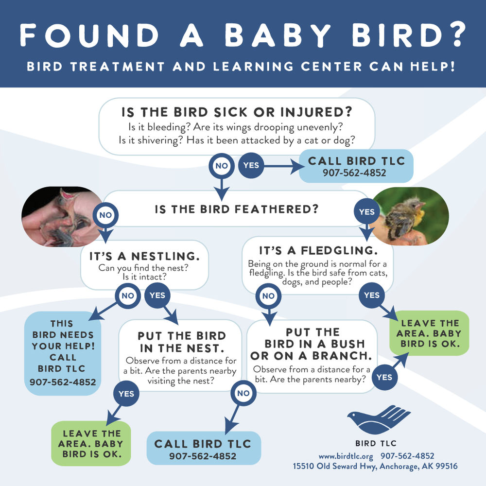 I found a baby bird — Bird Treatment and Learning Center
