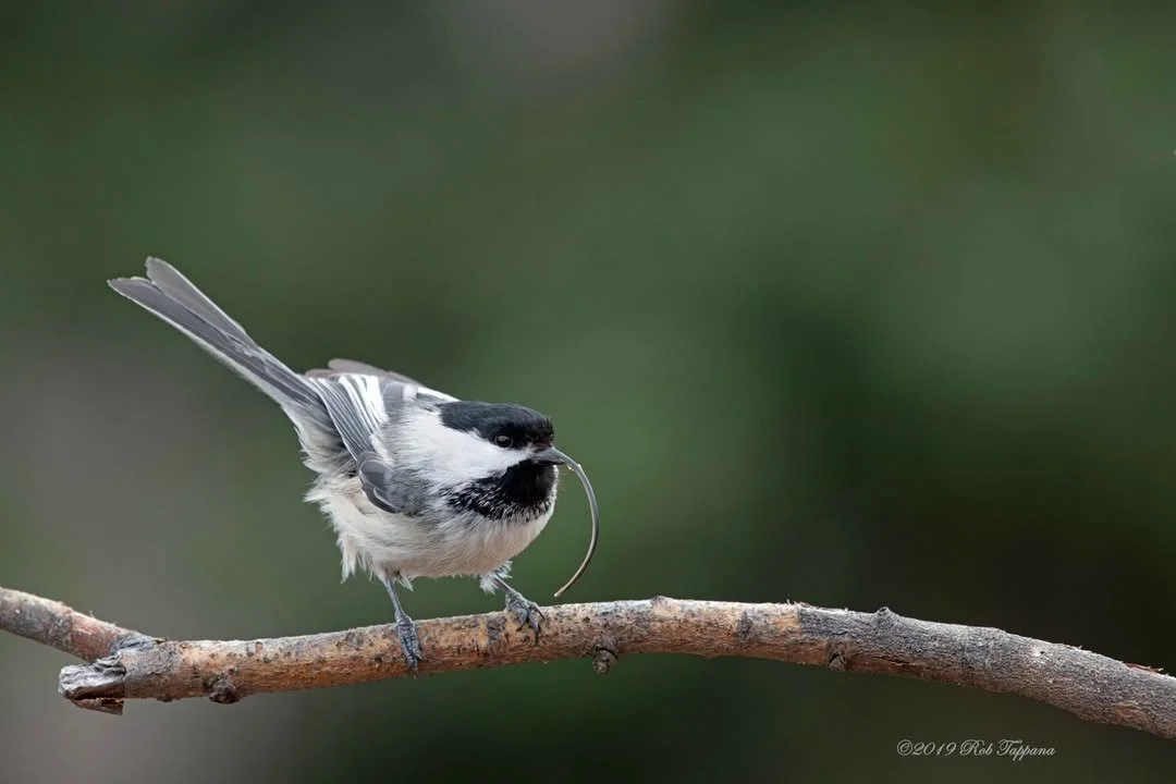 Bird Treatment and Learning Center blog — Bird Treatment and Learning ...