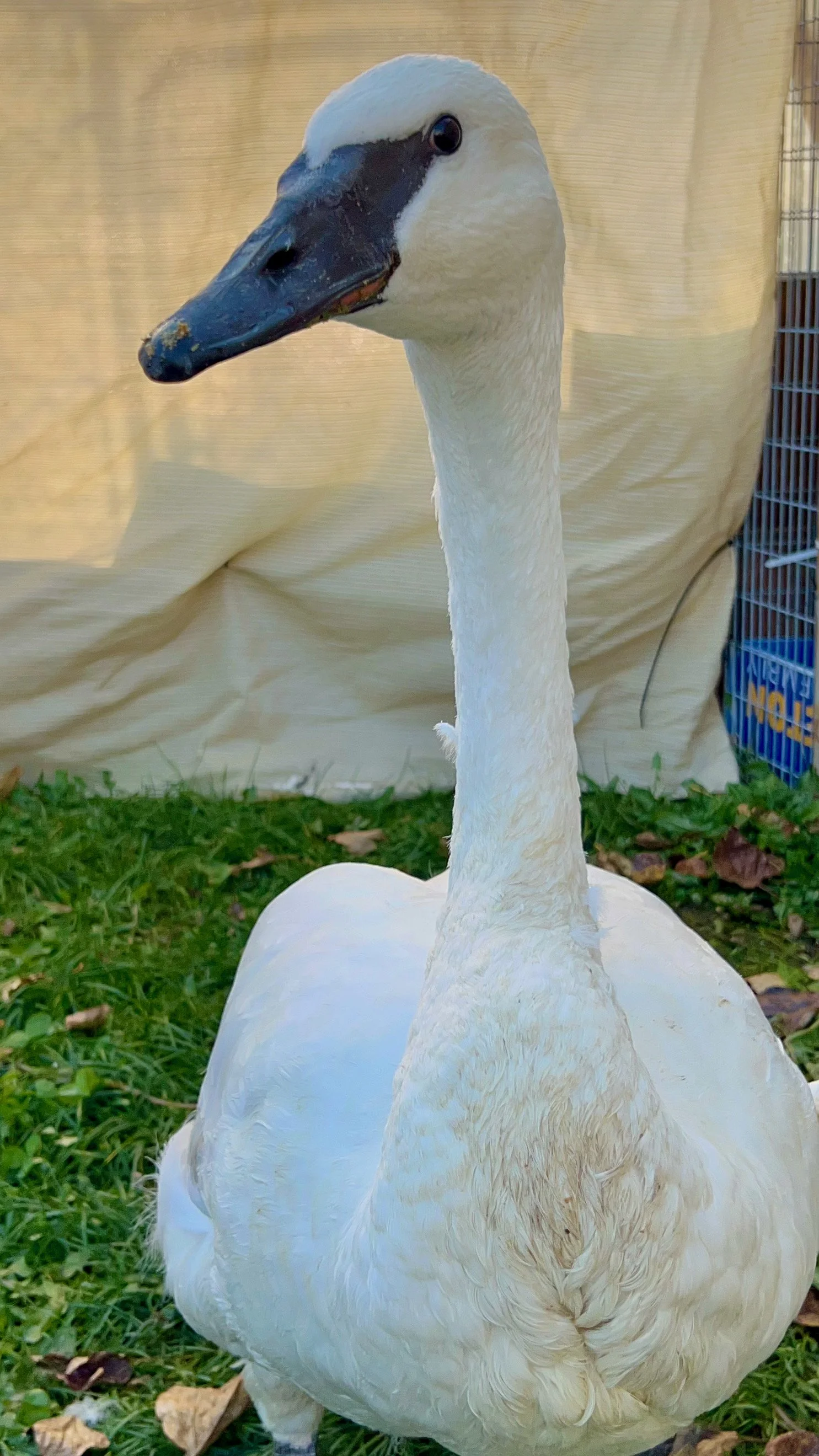 Bird Treatment and Learning Center blog — Bird Treatment and Learning ...