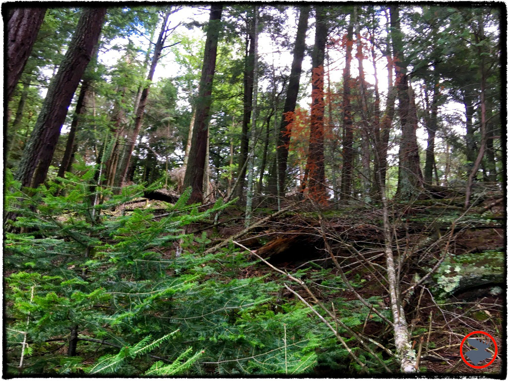 Sylvania Wilderness: A Canoe Camper's Retreat in Yooper Land! — Bull ...