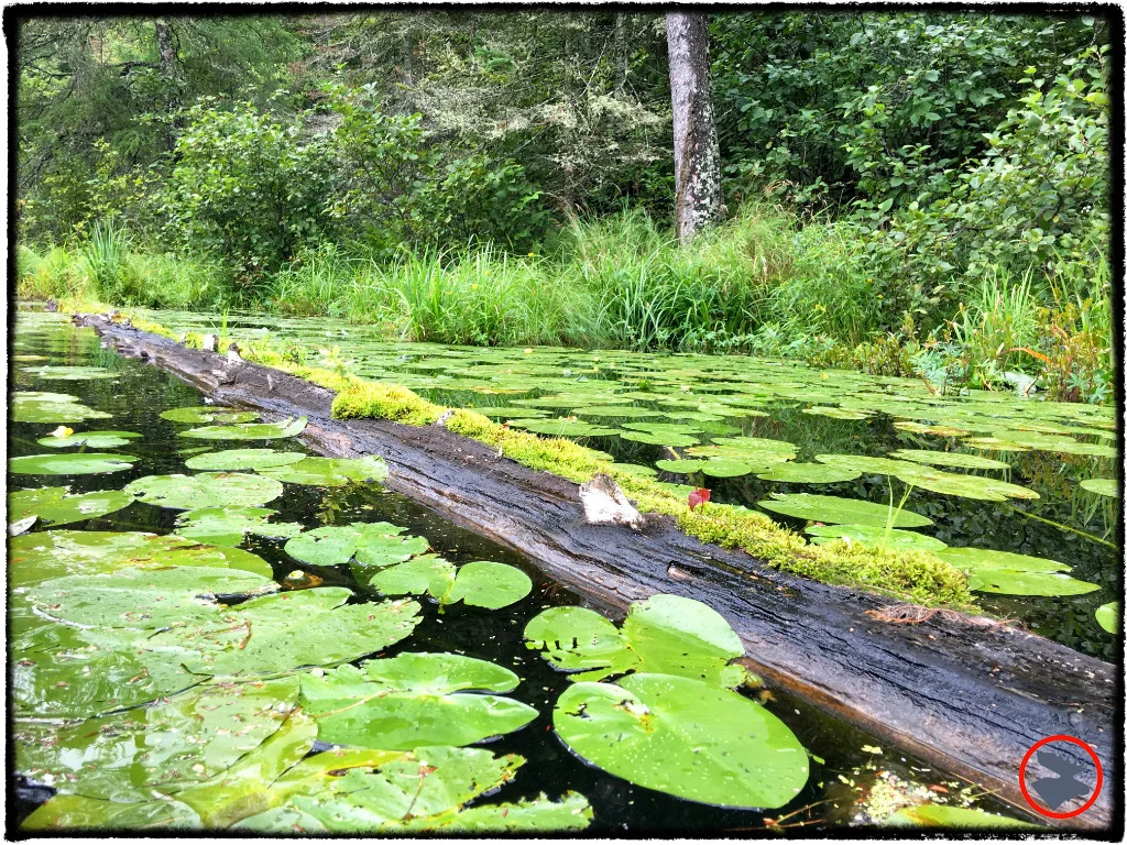 Sylvania Wilderness: A Canoe Camper's Retreat in Yooper Land! — Bull ...