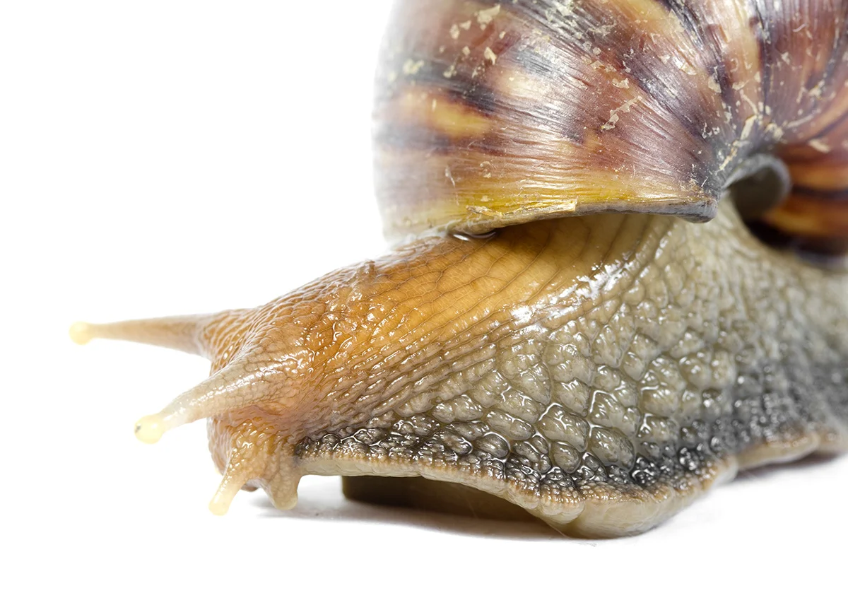 Giant, smelly snails in Florida: Could there really be a religion angle ...