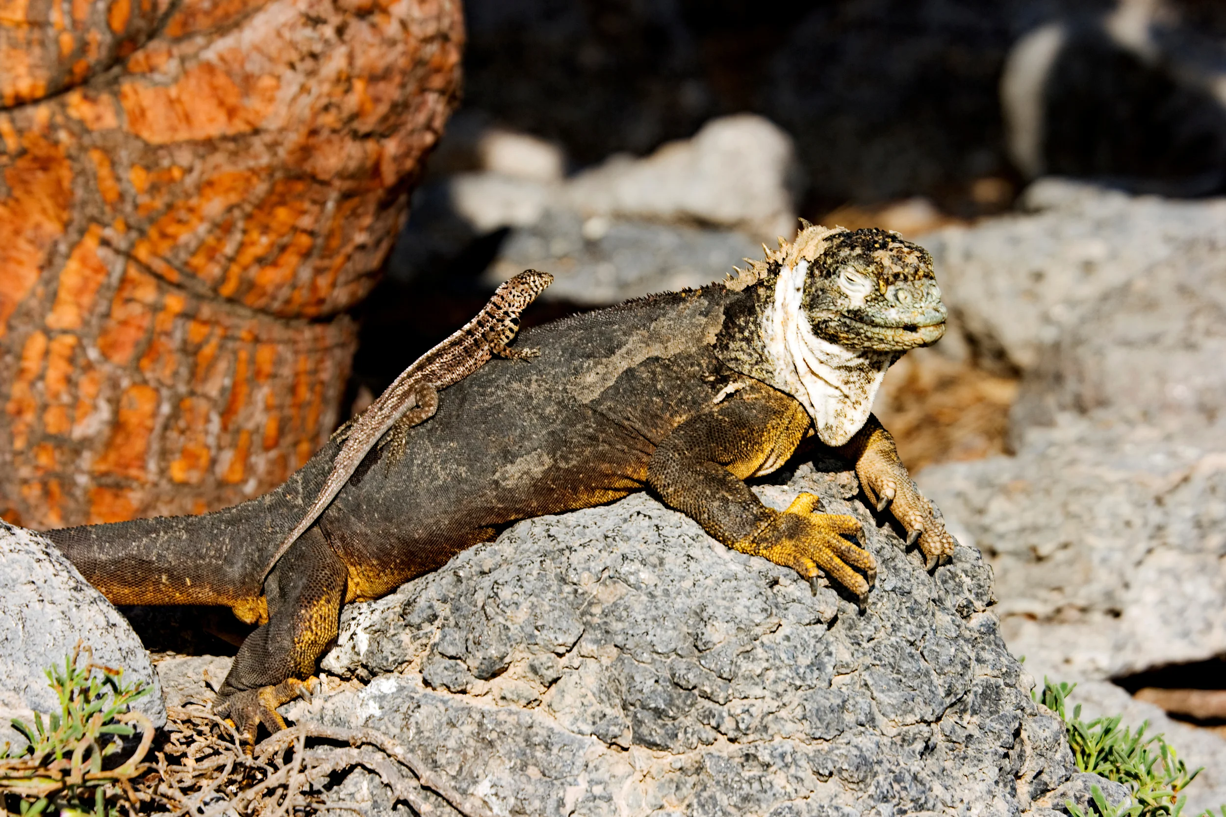 Galapagos Islands — Mark Rothschild Photography