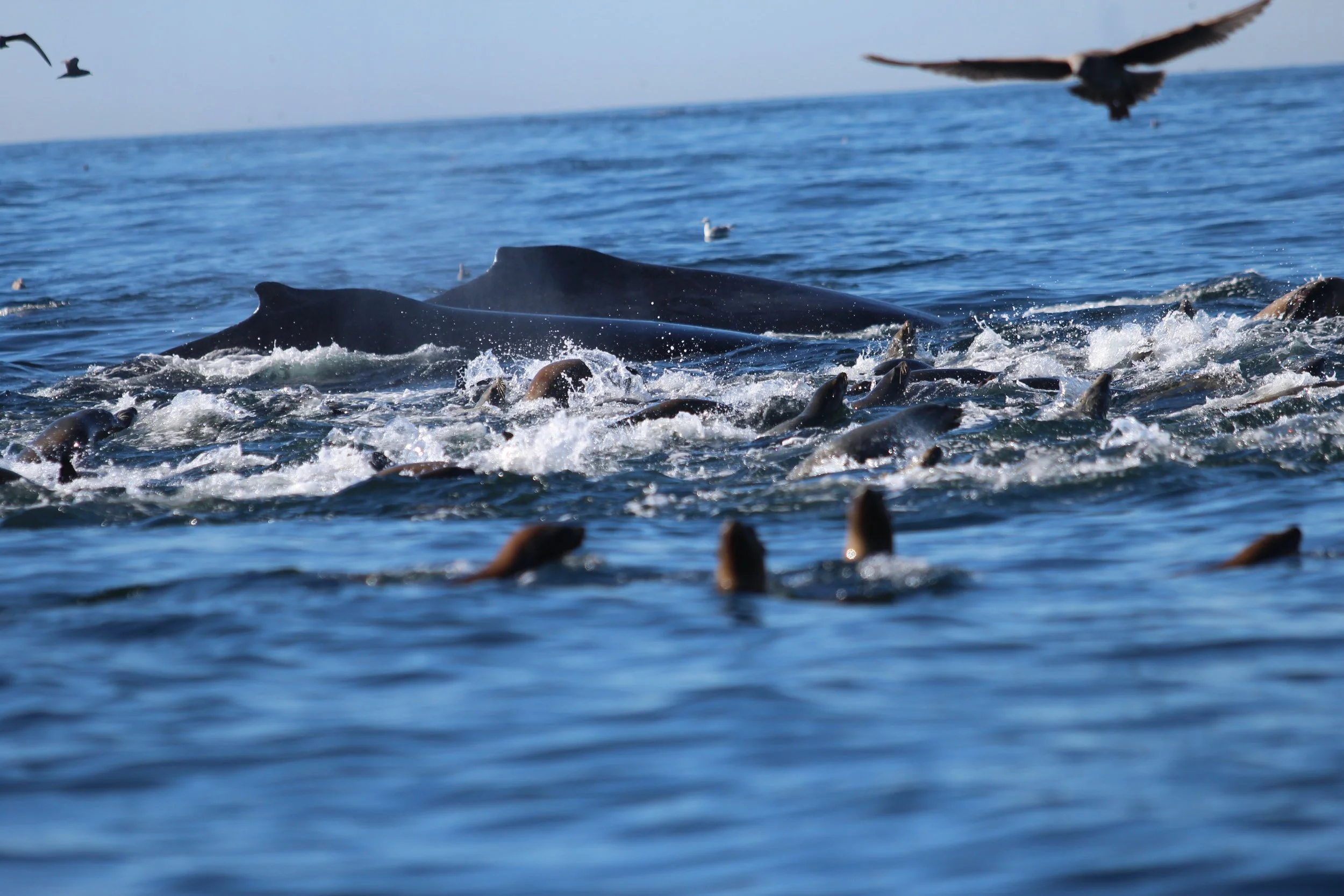 Whale Watching and Harbor Tours
