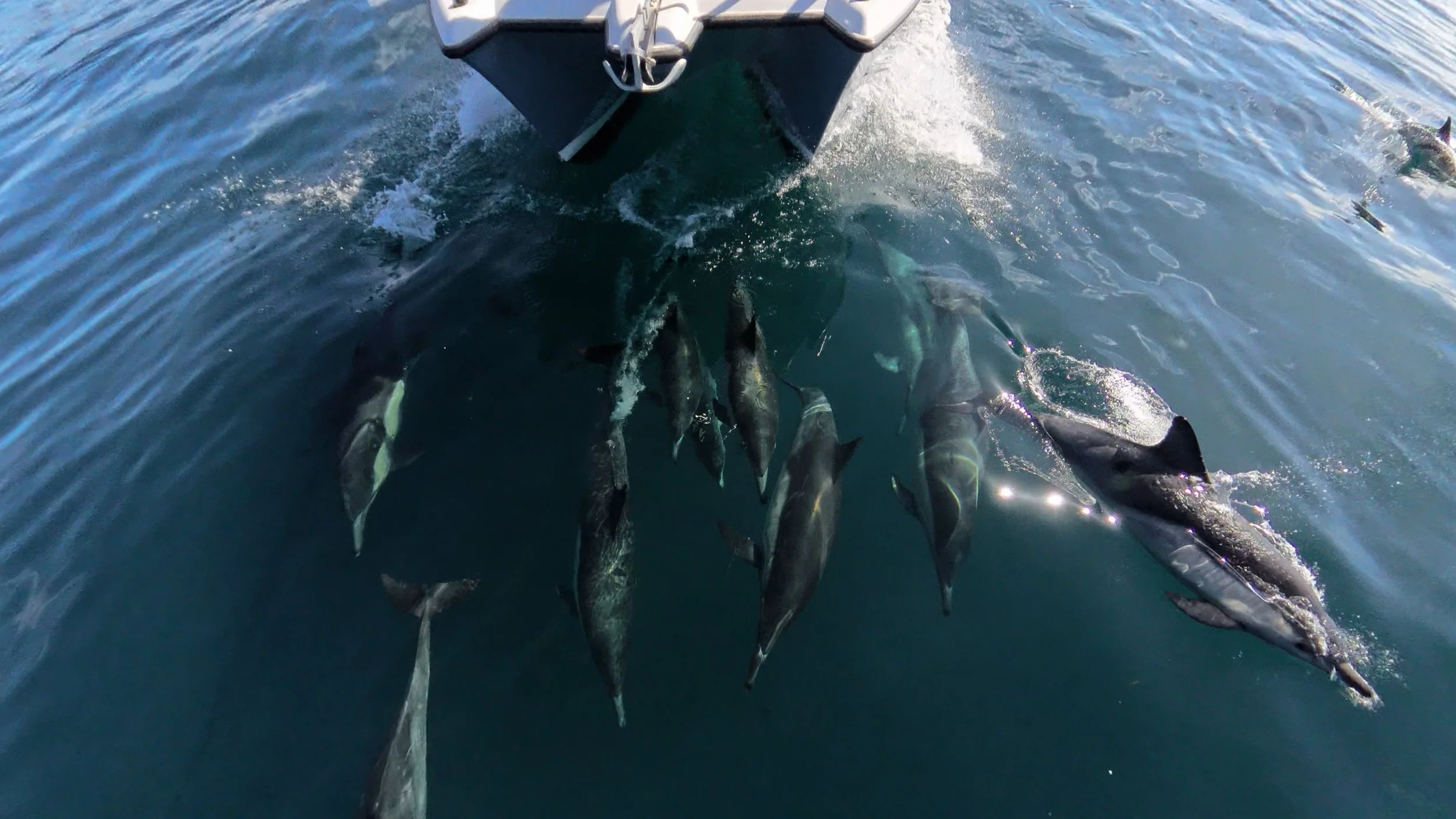 Port San Luis Obispo Luxury Sunset Charters - Harbor Cruises - Whale ...